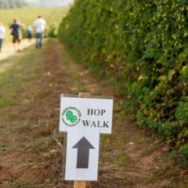 Hops - Stocks Farm