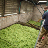 Hops - Stocks Farm