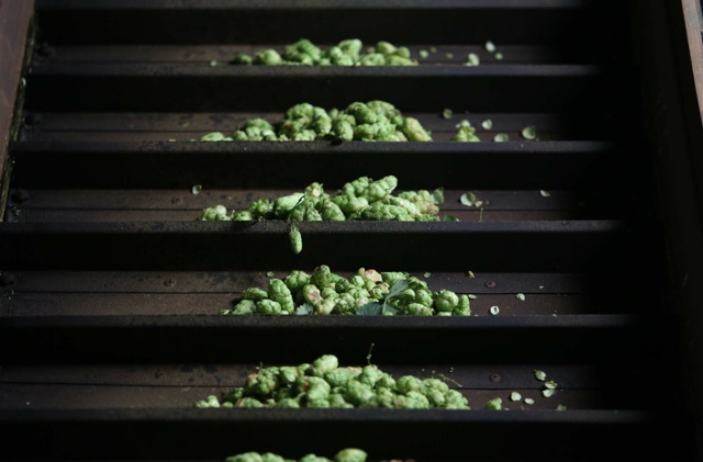 Hops - Stocks Farm