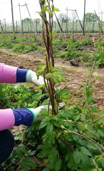 Growing Season Update - Training Hops - Stocks Farm