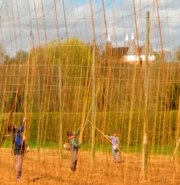 Hop Stringing - one of the first signs of Spring - Stocks Farm