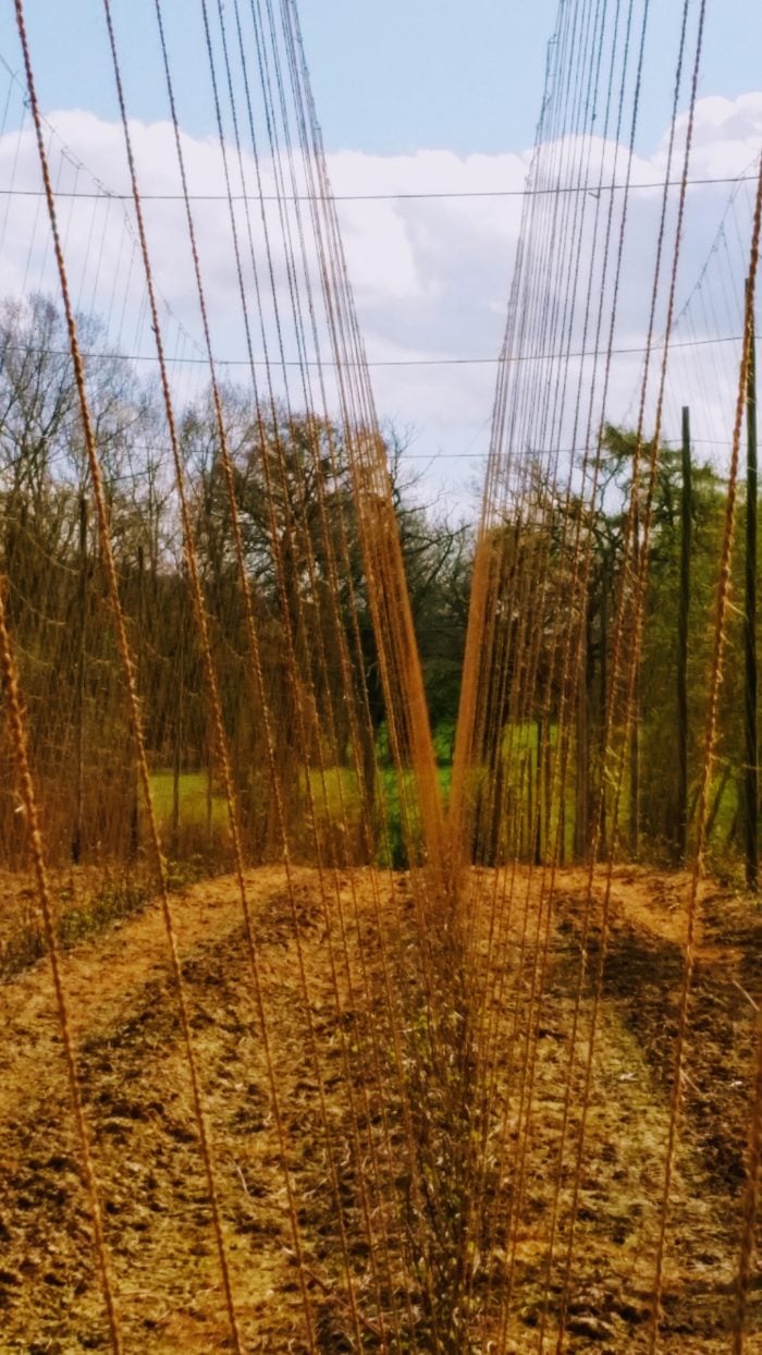 Hop Stringing - one of the first signs of Spring - Stocks Farm