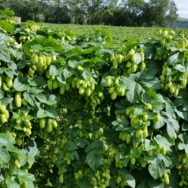 Hops - Stocks Farm