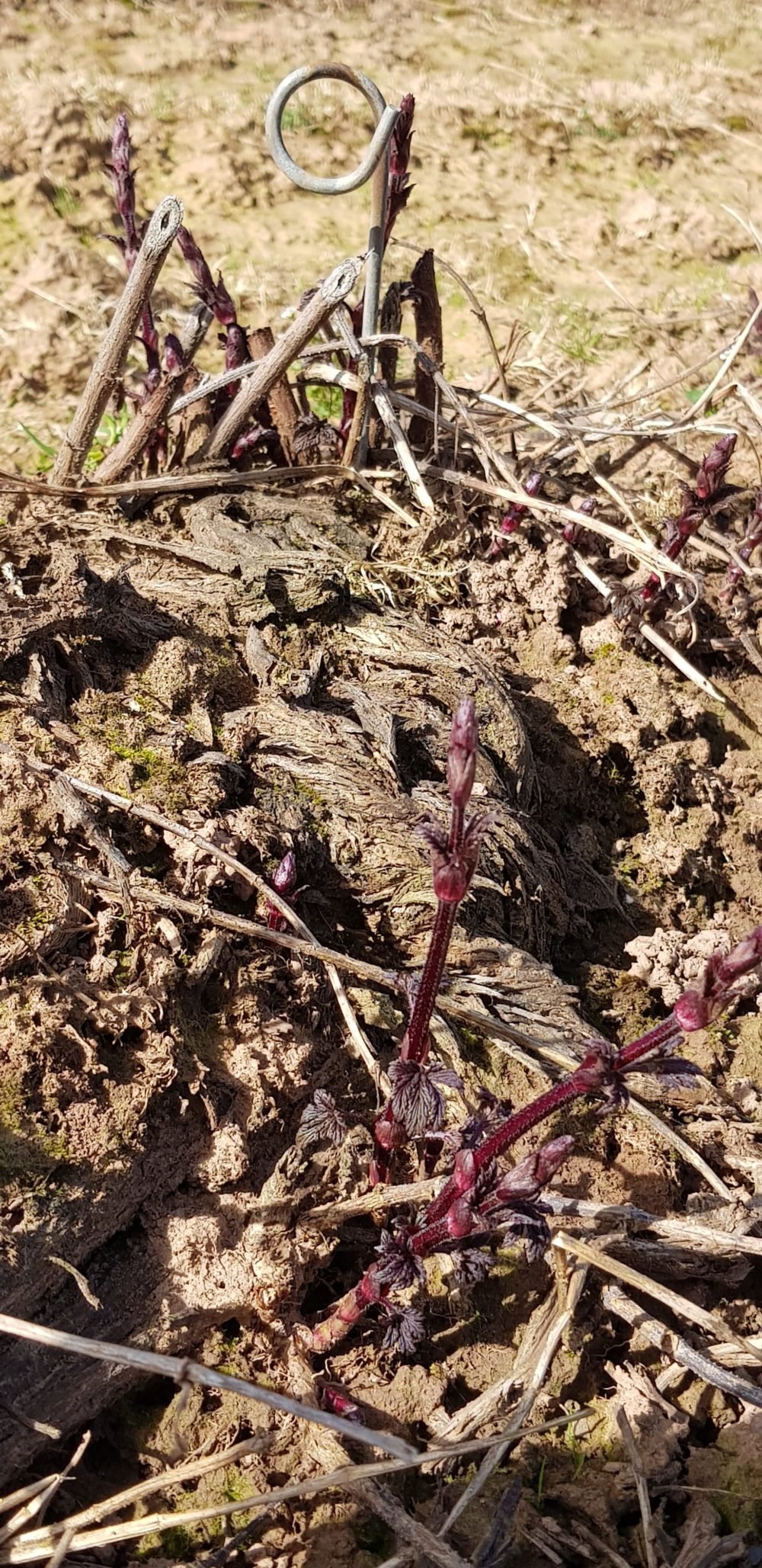 Hop Stringing - one of the first signs of Spring - Stocks Farm