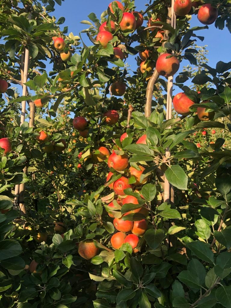 Red Windsor Harvest 2019 - Stocks Farm