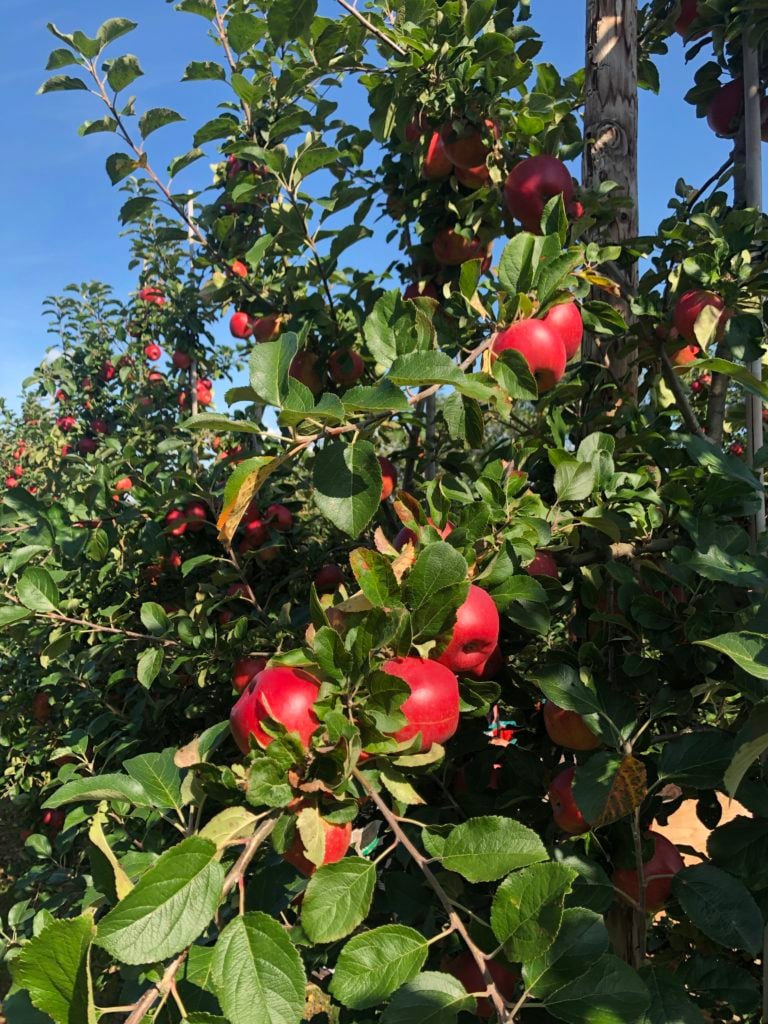 Red Windsor Harvest 2019 - Stocks Farm