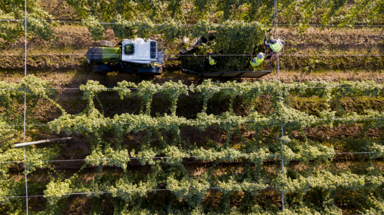 The Hop Harvest 2019 - Stocks Farm