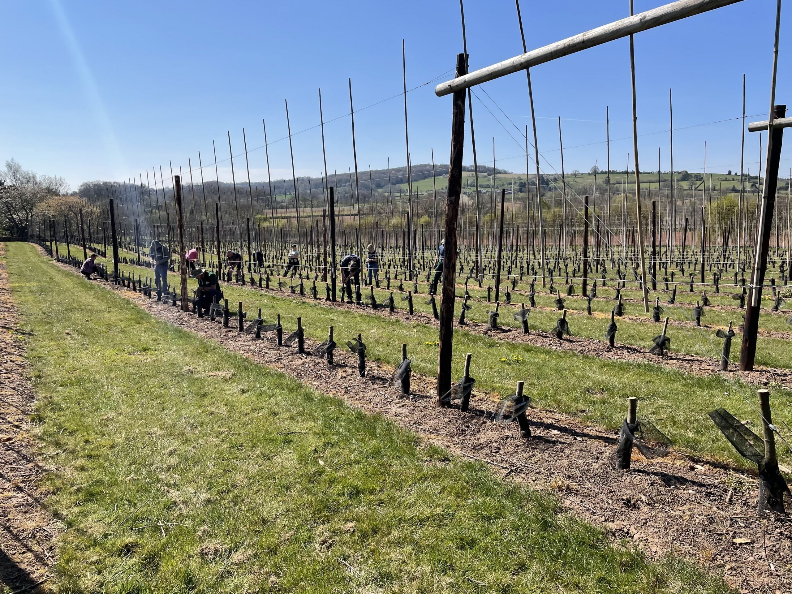 Tree Grafting - Stocks Farm