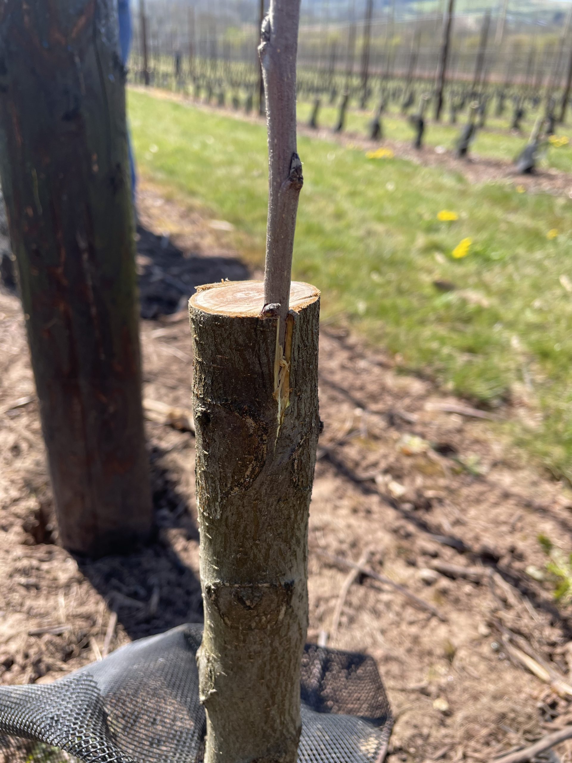 Tree Grafting - Stocks Farm