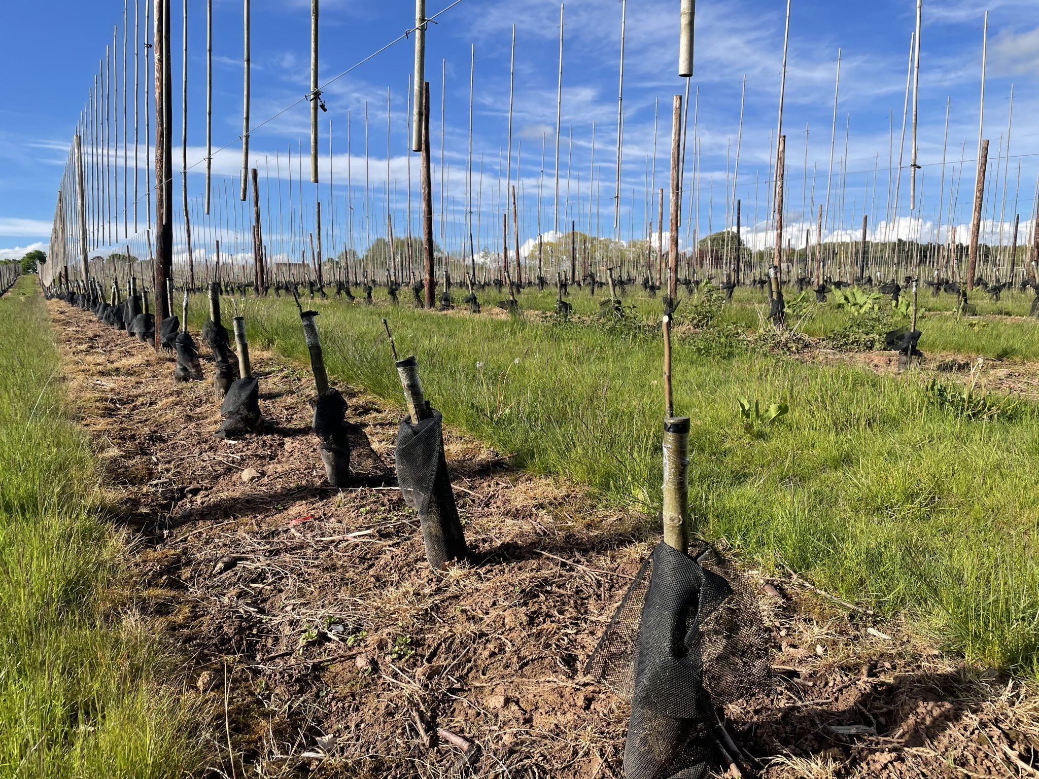 Tree Grafting - Stocks Farm
