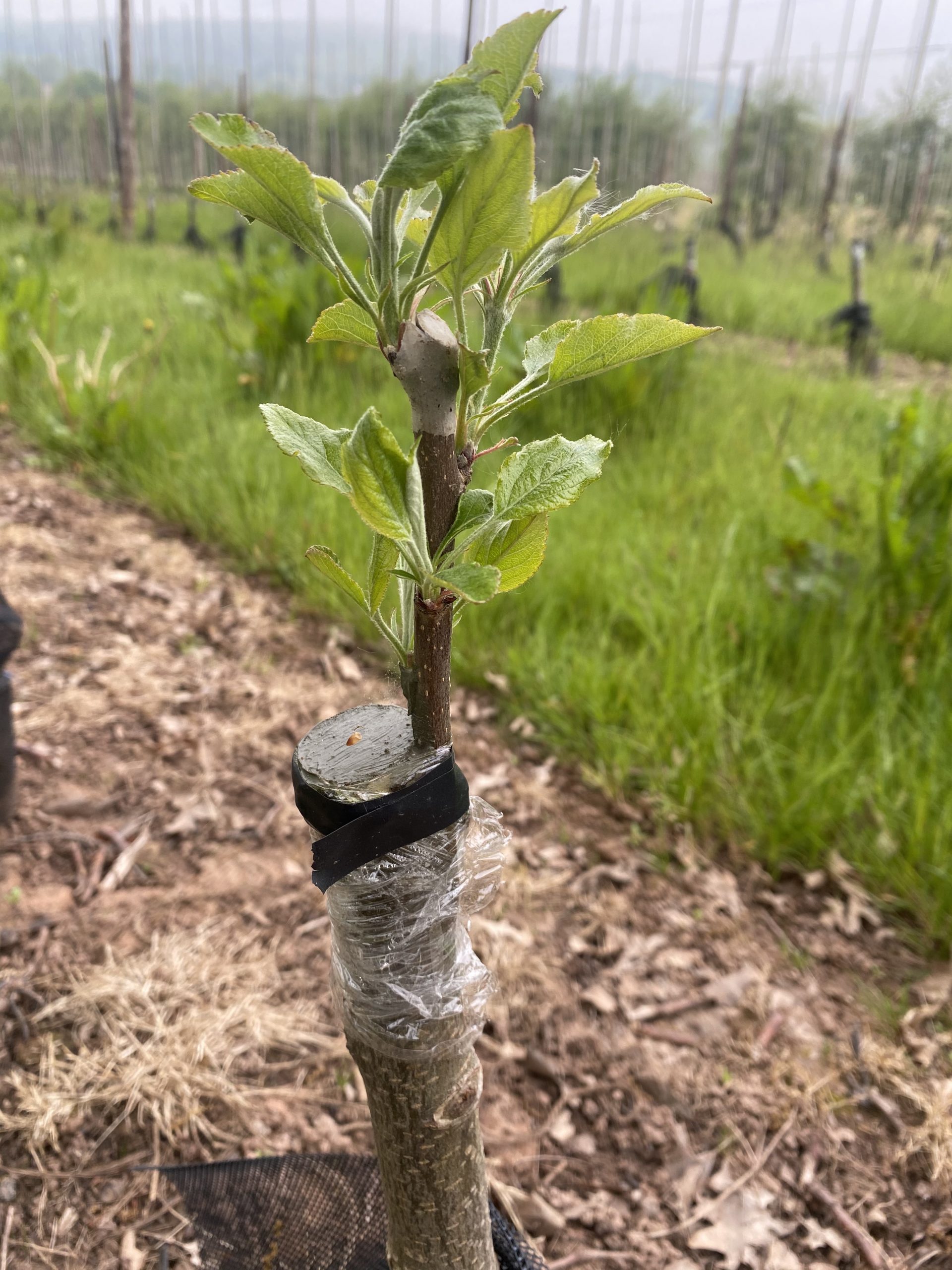 Tree Grafting - Stocks Farm