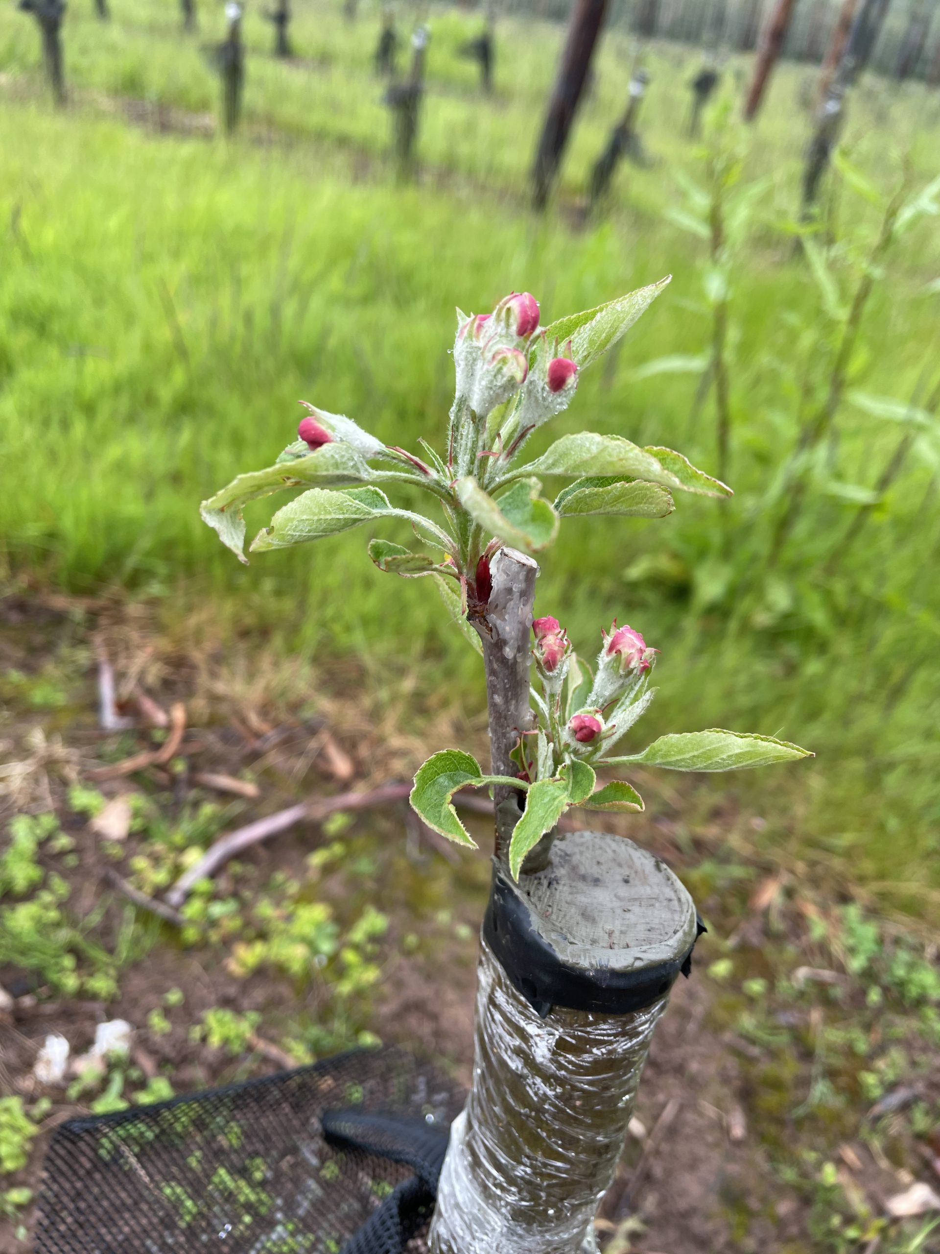 Tree Grafting - Stocks Farm
