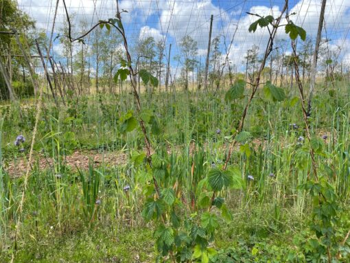 Hop Tying - Making our Hops Grow! - Stocks Farm